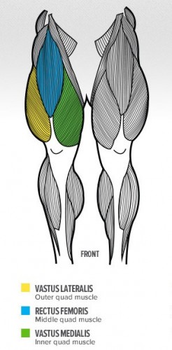 Which Are The Best Exercises For Each Muscle Group? • SpotMeBro.com