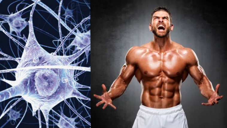 Understanding Neuromuscular Adaptations To Strength Training ...