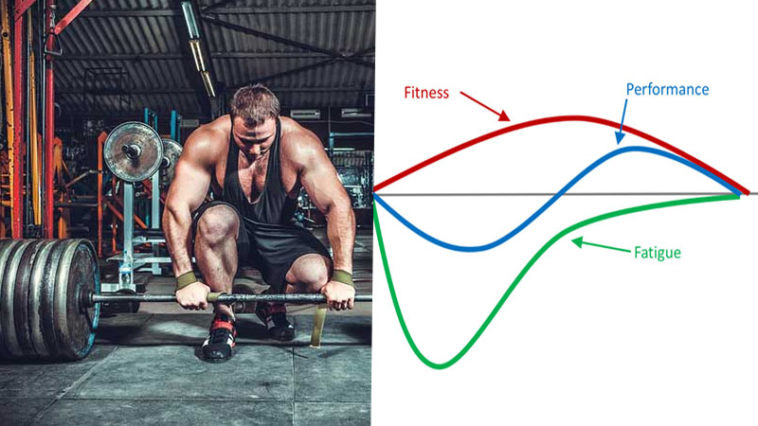 What Is The Fitness Fatigue Model? • SpotMeBro.com